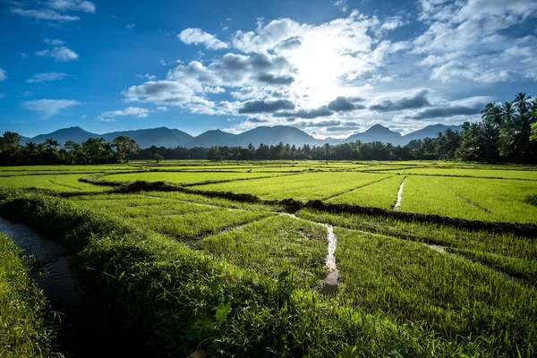 Paddy field Stock Photos, Royalty Free Paddy field Images | Depositphotos