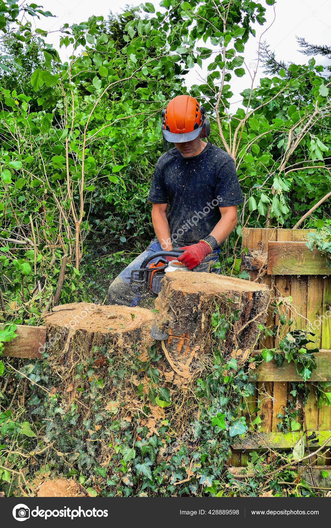 Tree Surgeon Arborist Cutting Tree Stump Chainsaw — Stock Photo ...