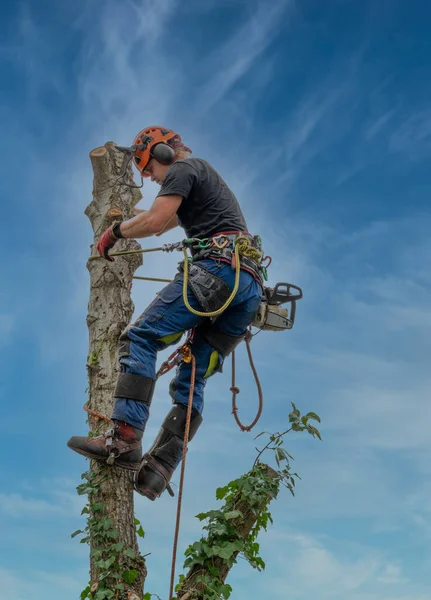 Tree surgeon Stock Photos, Royalty Free Tree surgeon Images | Depositphotos