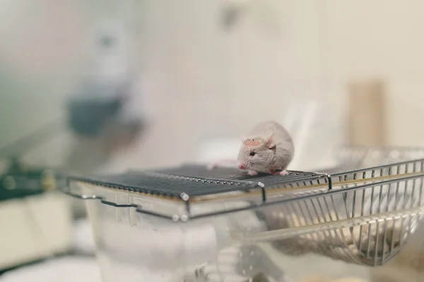 Lab mice Stock Photos, Royalty Free Lab mice Images | Depositphotos®