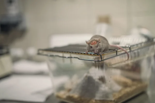 ᐈ Baby albino rats stock pictures, Royalty Free lab rat photos ...