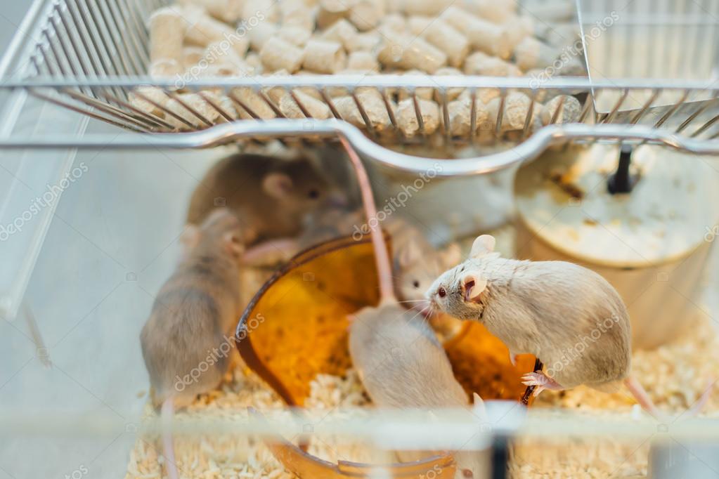 Mice play in home cage Stock Photo by ©ibreakstock 100466620
