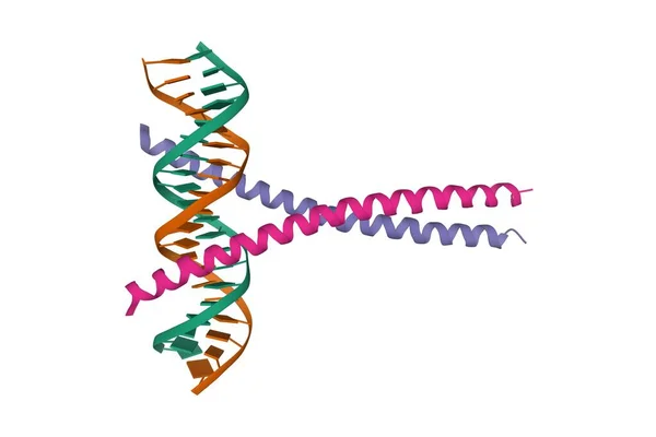 Fotos de Rna humano, Imagens de Rna humano sem royalties | Depositphotos