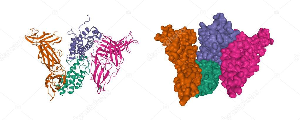 Estructura de interleucina humana-23 heterodímero, dibujos animados 3D ...