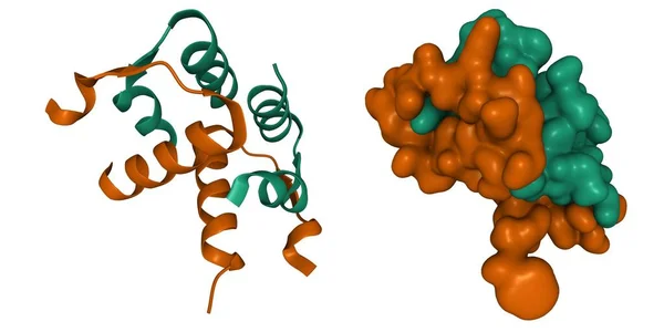 Structure Bone Morphogenetic Protein Homodimer Cartoon Gaussian Surface ...