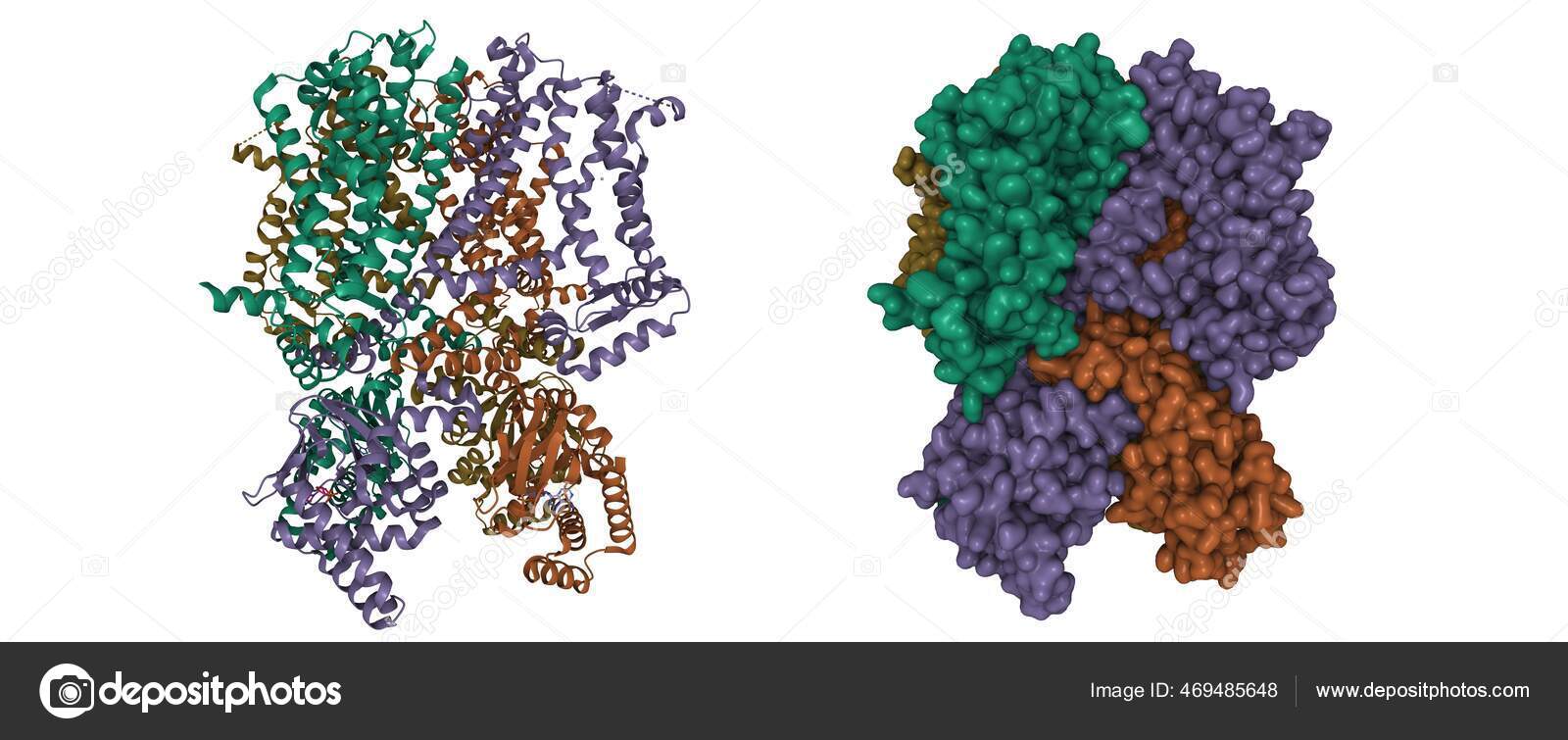 Structure Human Hcn1 Channel Hyperpolarized Conformation Cartoon ...
