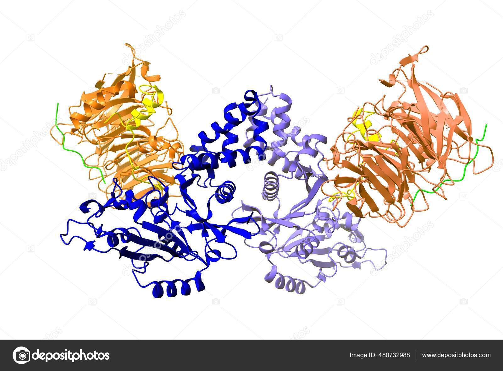 Histone Protein Structure