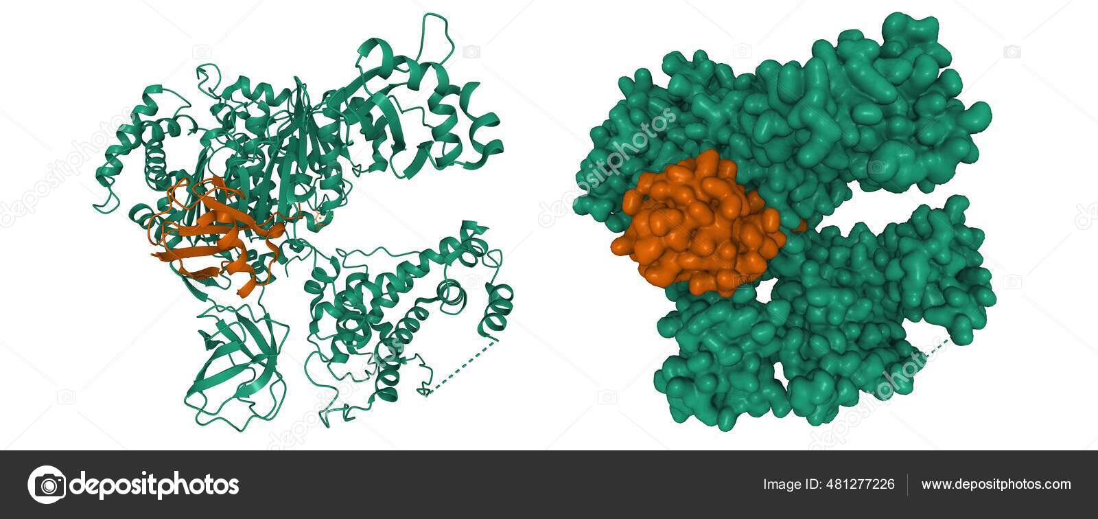 Structure Human Ubiquitin Activating Enzyme Uba1 Green Complex ...