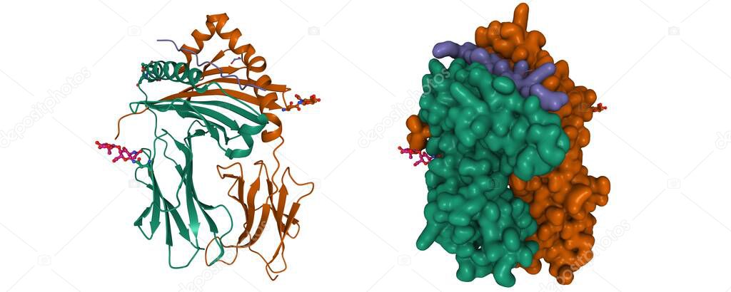 Estructura del receptor inmune HLA-DRB1 con vimentina encuadernada ...