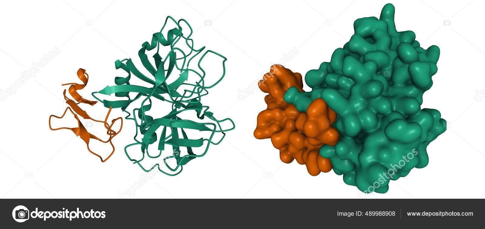 Structure Coagulation Factor Ixa Cartoon Gaussian Surface Models Chain ...
