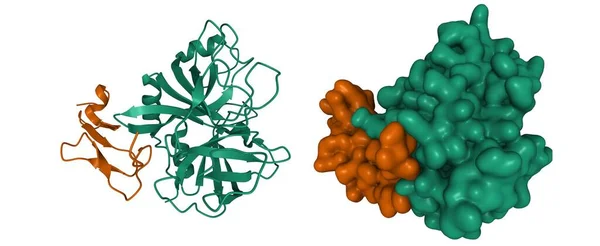Staphylocoagulase Green Complexed Human Thrombin Heterodimer Cartoon ...