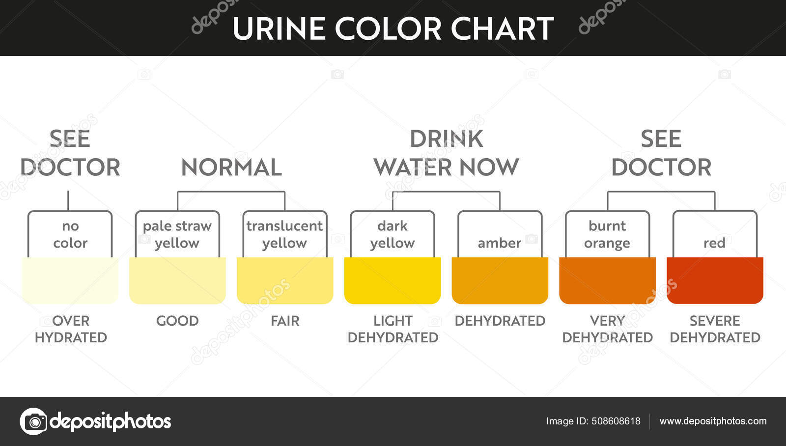Urine color chart . Stock Vector by ©Kandella 508608618