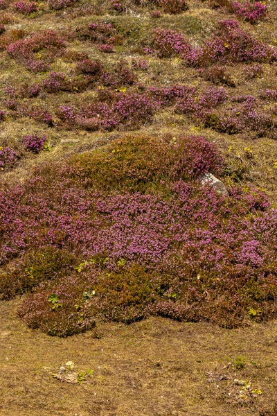 Scottish moorland Stock Photos, Royalty Free Scottish moorland Images ...