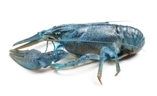 Homard bleu images libres de droit, photos de Homard bleu | Depositphotos