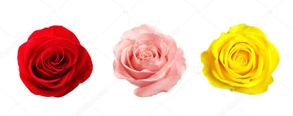 Different colored roses Stock Photos, Royalty Free Different colored ...