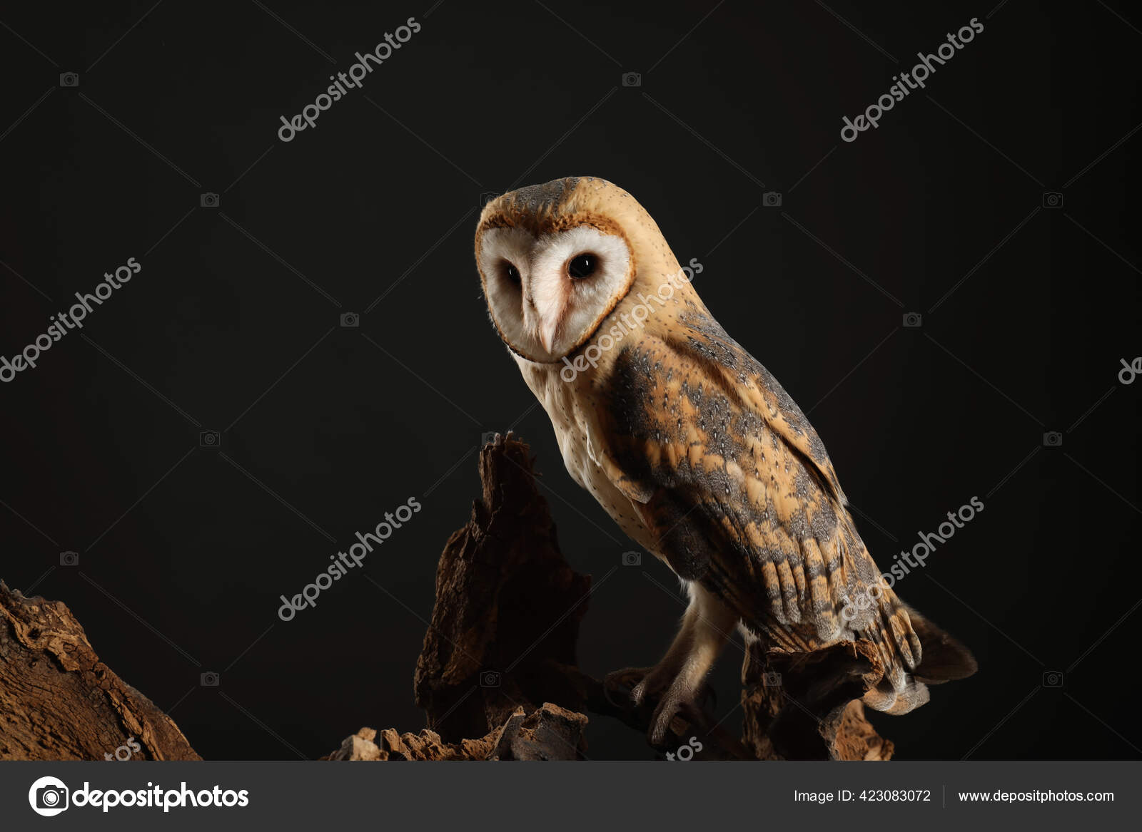 Beautiful Common Barn Owl Tree Black Background Stock Photo by ...