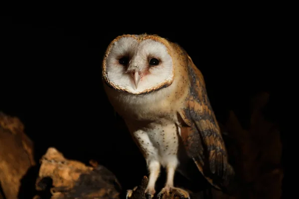 Beautiful Common Barn Owl Tree Black Background Space Text Stock Photo ...