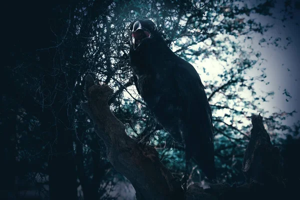 Creepy Black Crow Croaking Scary Dark Forest Full Moon Night Stock ...