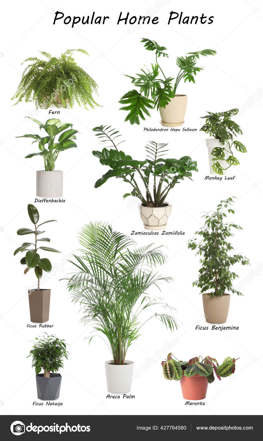 House Plants Names And Pictures