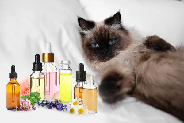 Aromatherapy and animals Pictures, Aromatherapy and animals Stock ...