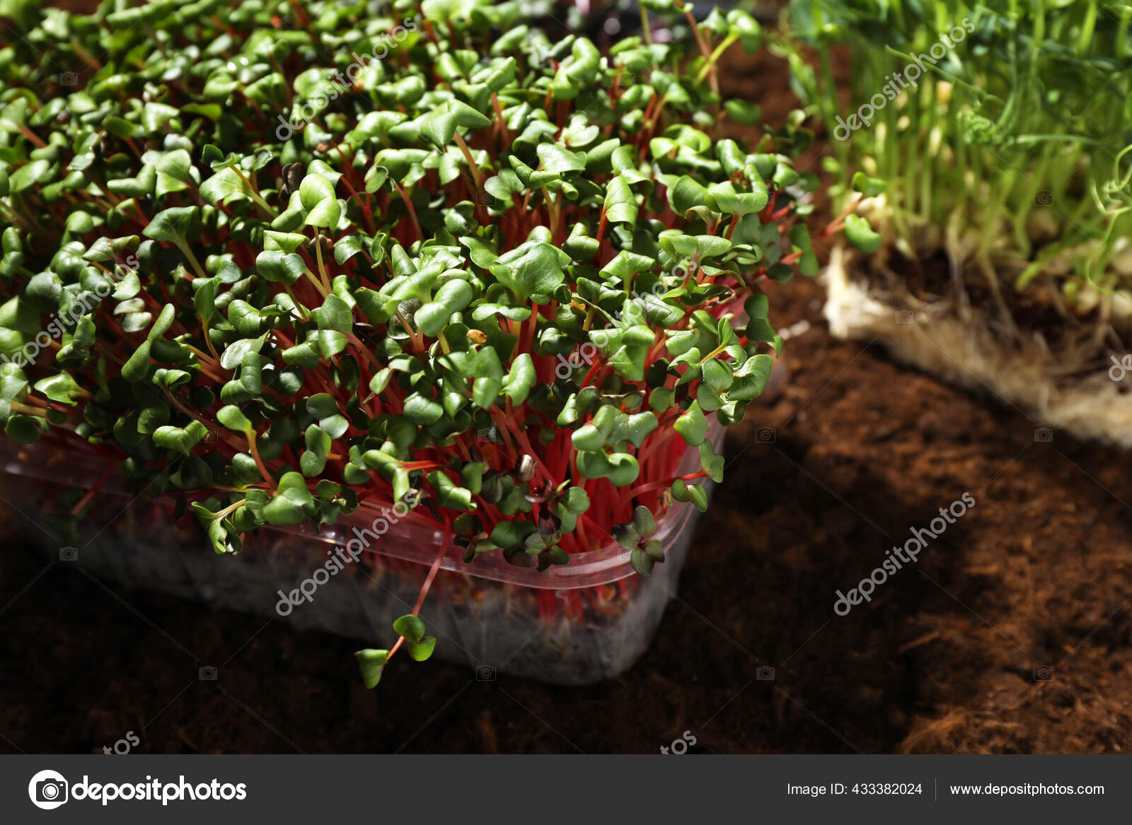 Fresh Organic Microgreen Growing Soil Closeup — Stock Photo © NewAfrica ...