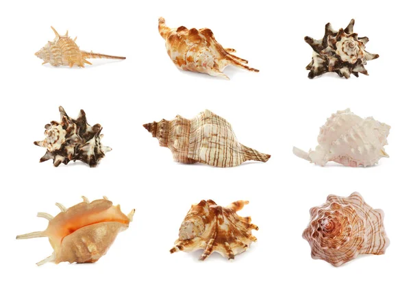 Set of different shells Stock Photos, Royalty Free Set of different ...