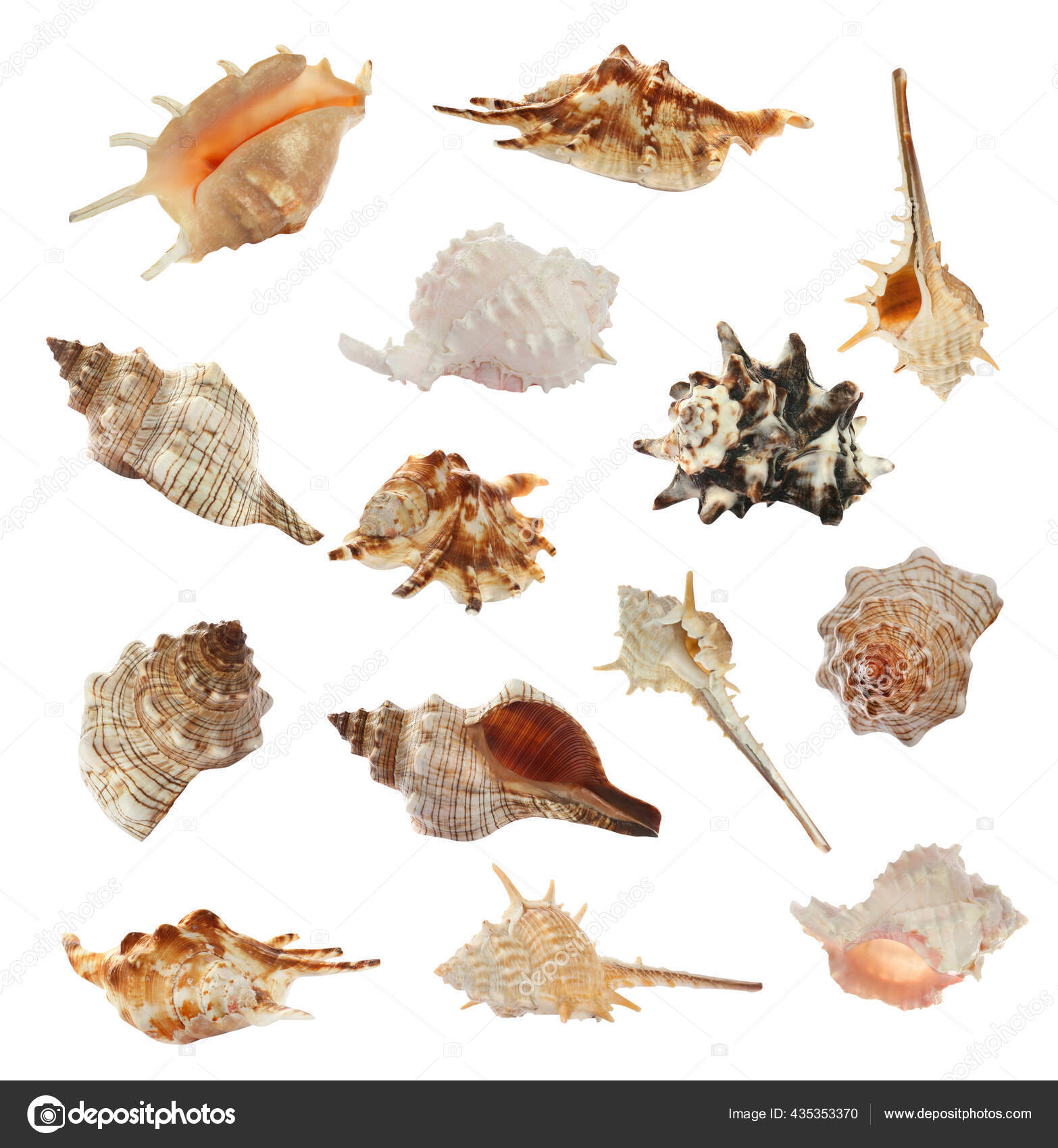 Set Different Beautiful Sea Shells White Background — Stock Photo ...