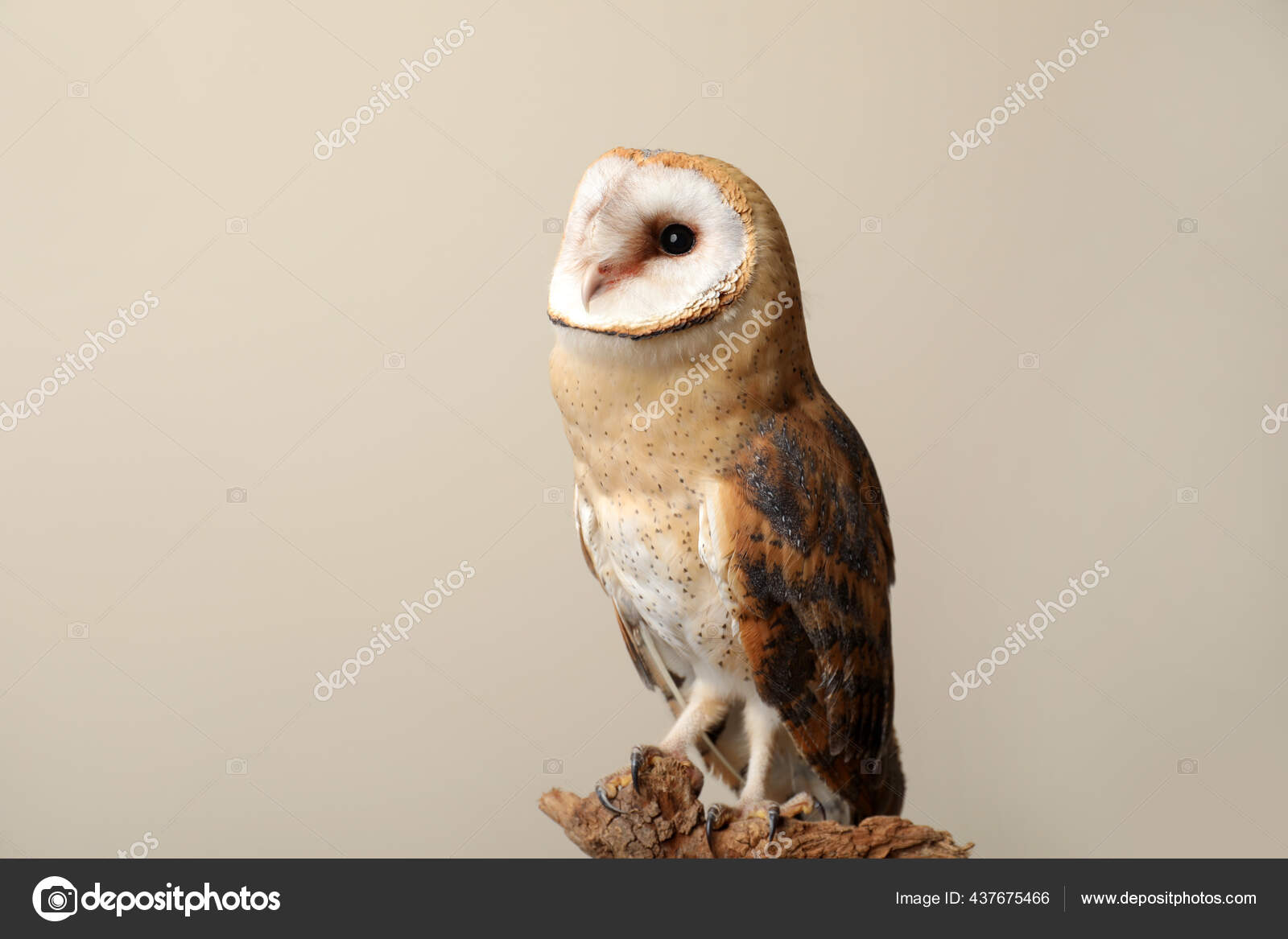 Beautiful Common Barn Owl Twig Beige Background Stock Photo by ...