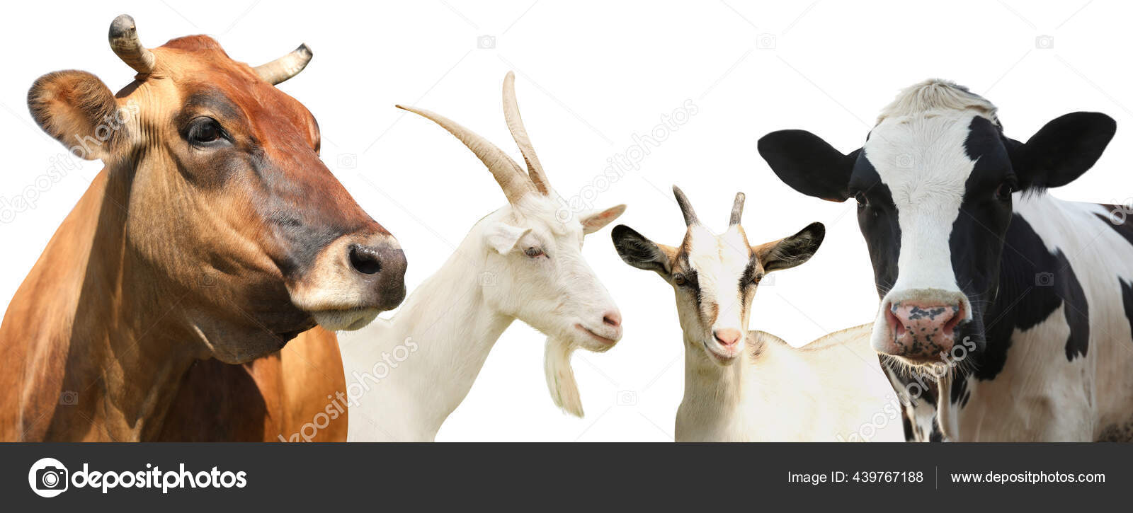 Set Cute Cows Goats White Background Banner Design Animal Husbandry ...