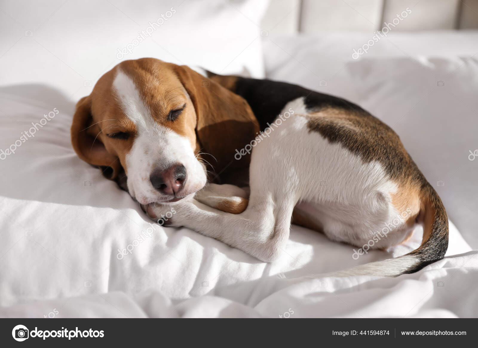 Sleepy Beagle Puppy