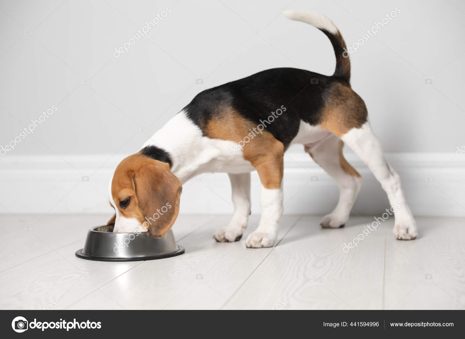 What Food Do Beagle Puppies Eat
