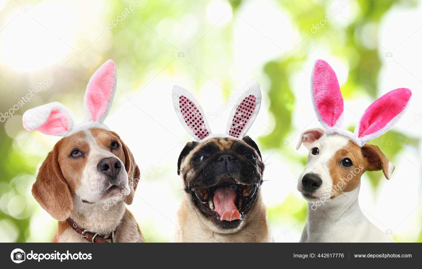 Dog With Bunny Ears