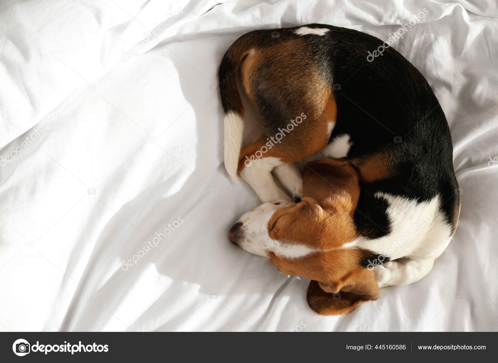 Cute Beagle Puppy Sleeping