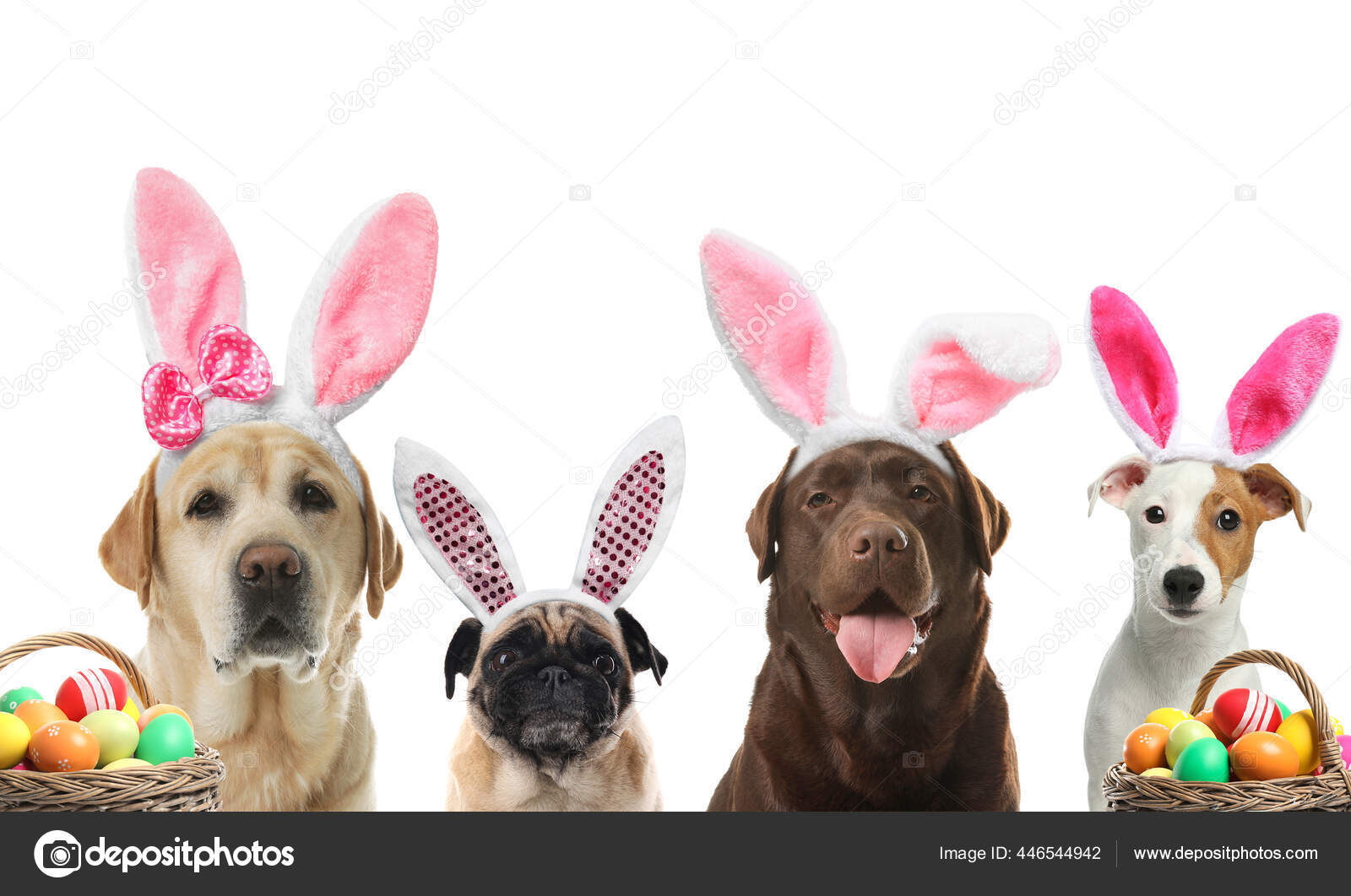 Dog With Bunny Ears