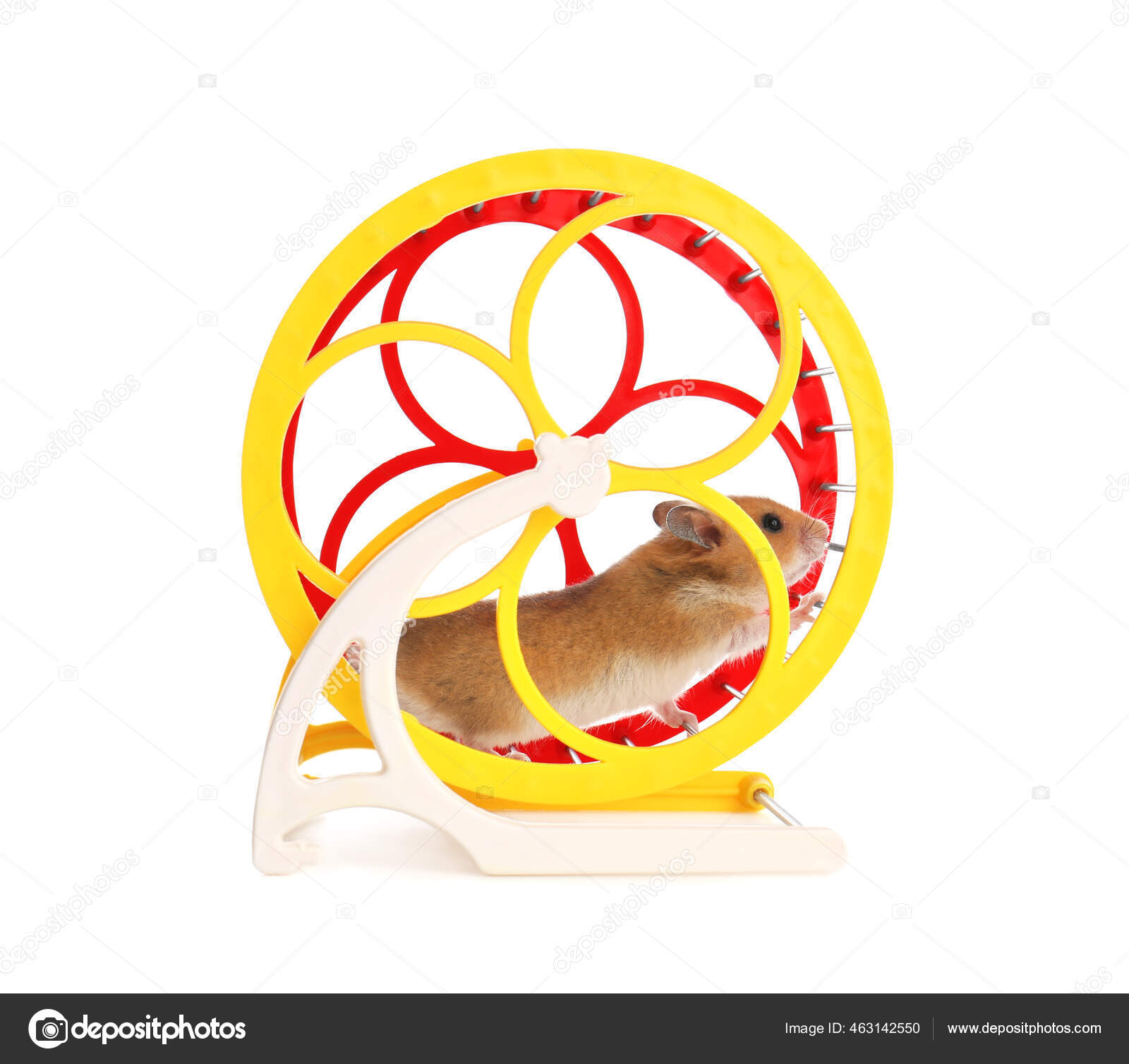 Cute Little Hamster Spinning Wheel White Background Stock Photo by ...