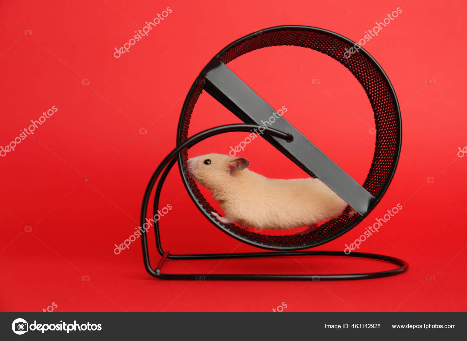 Cute Mouse On A Wheel