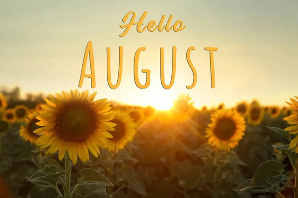 Hello august Stock Photos, Royalty Free Hello august Images | Depositphotos