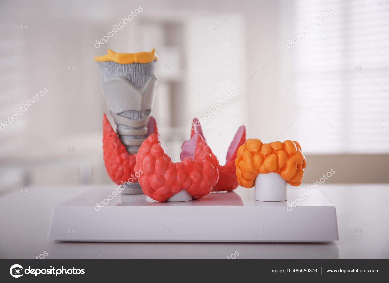 Thyroid Gland Models White Table Hospital Stock Photo by ©NewAfrica ...