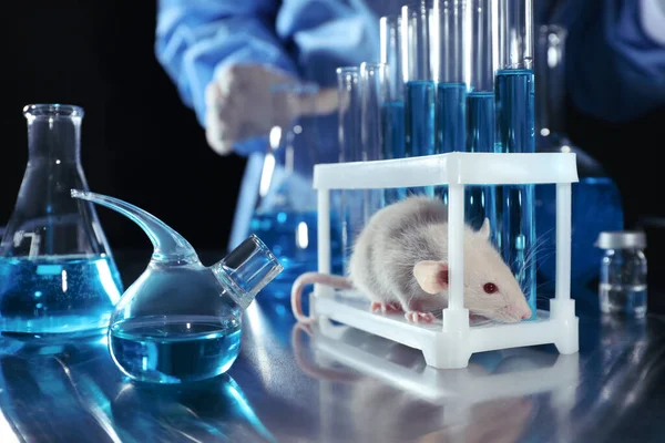 Laboratory animal Images - Search Images on Everypixel