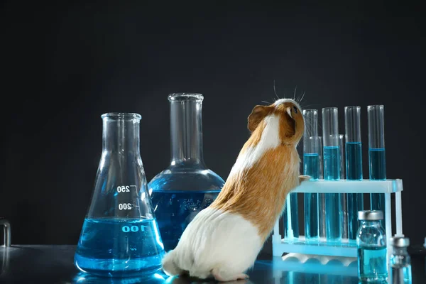 Lab pig Stock Photos, Royalty Free Lab pig Images | Depositphotos