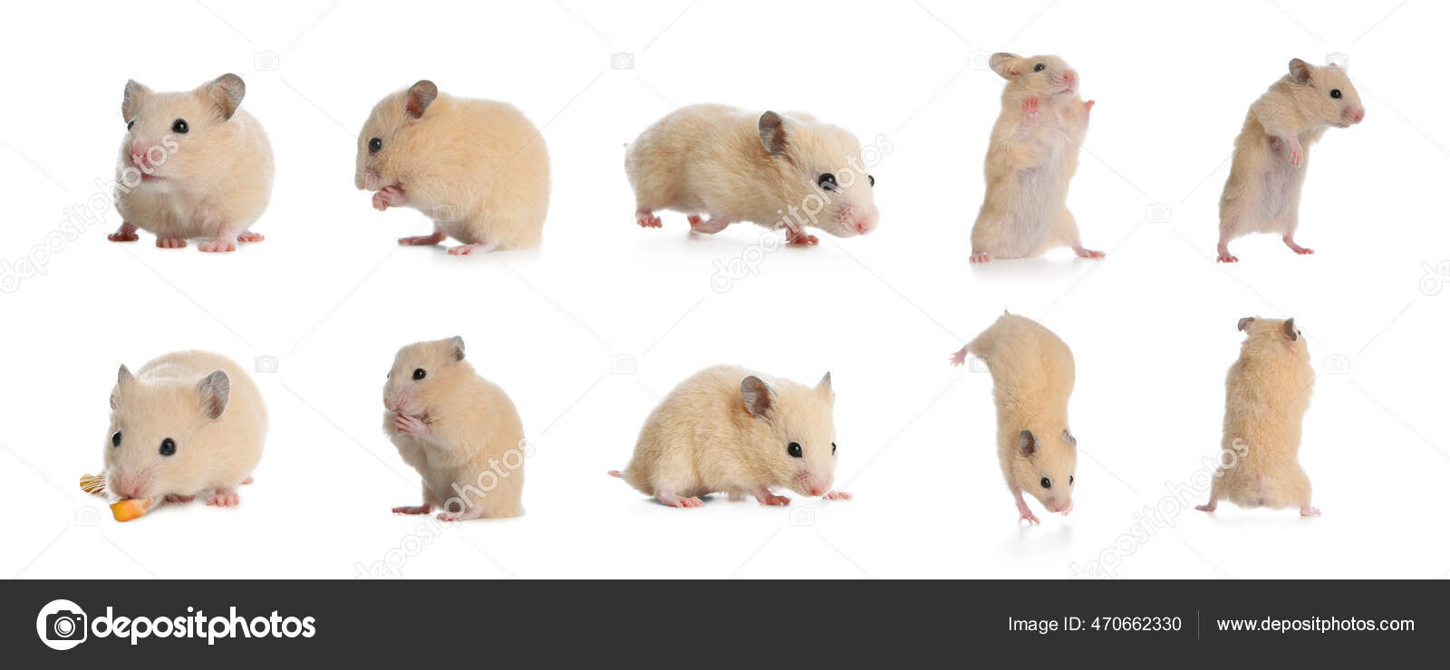 Set Cute Funny Hamsters White Background Banner Design — Stock Photo ...