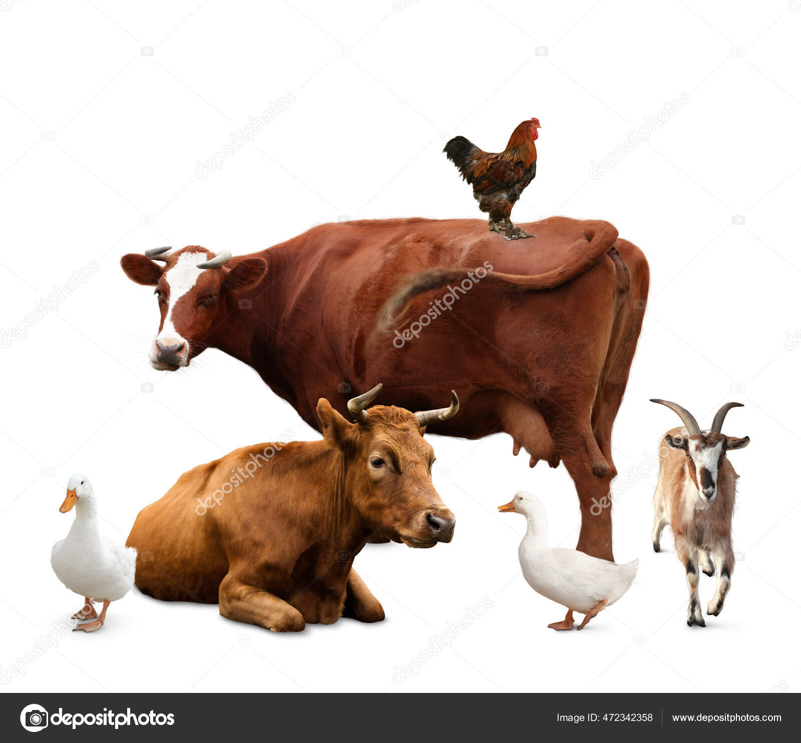 Group Different Farm Animals White Background — Stock Photo © NewAfrica ...