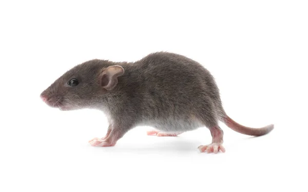 Small Rats White Background Collage Pest Control Stock Photo by ...