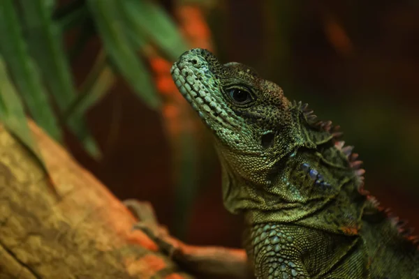 New guinea argus monitor Stock Photos, Royalty Free New guinea argus ...
