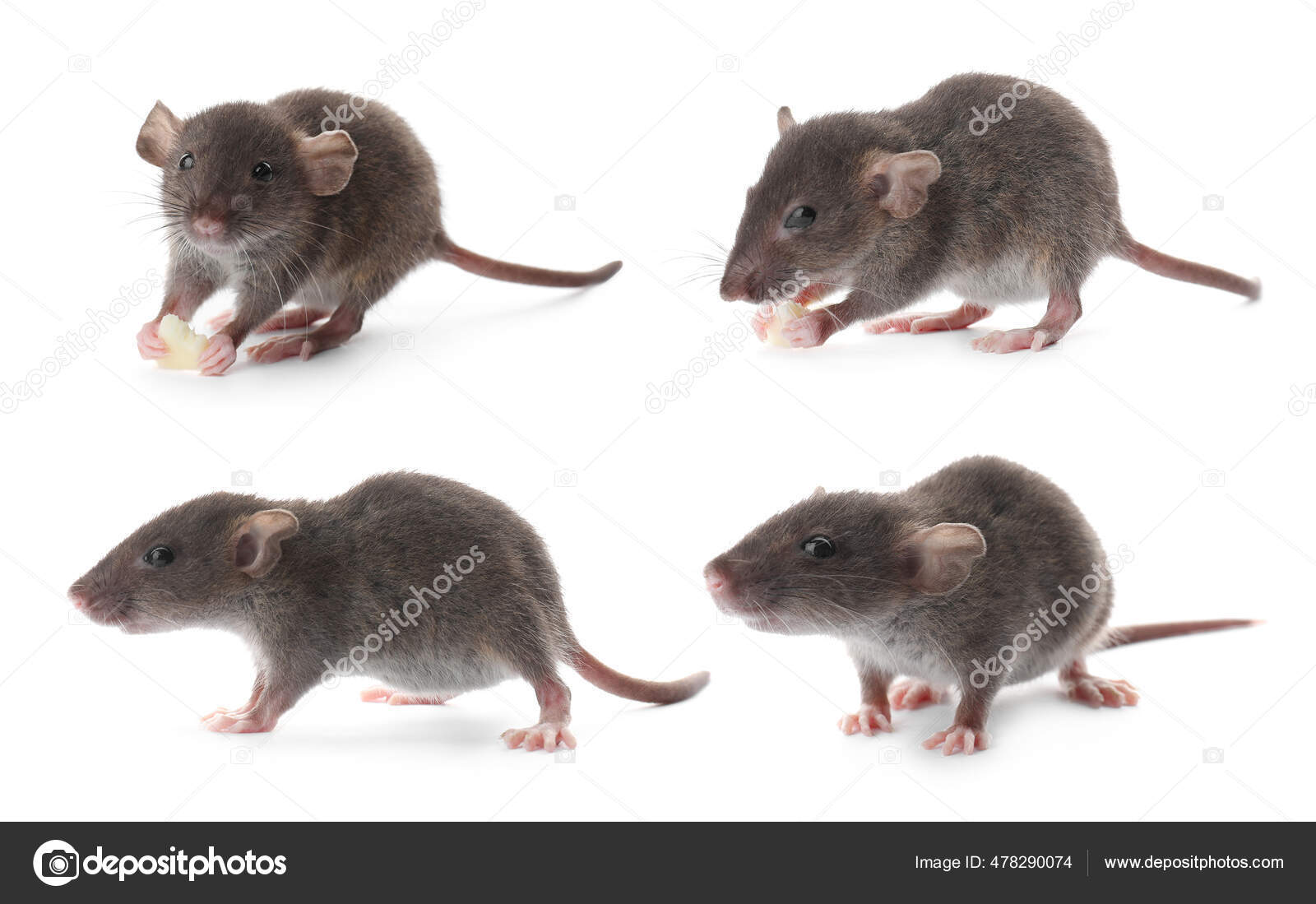 Small Rats White Background Collage Pest Control Stock Photo by ...