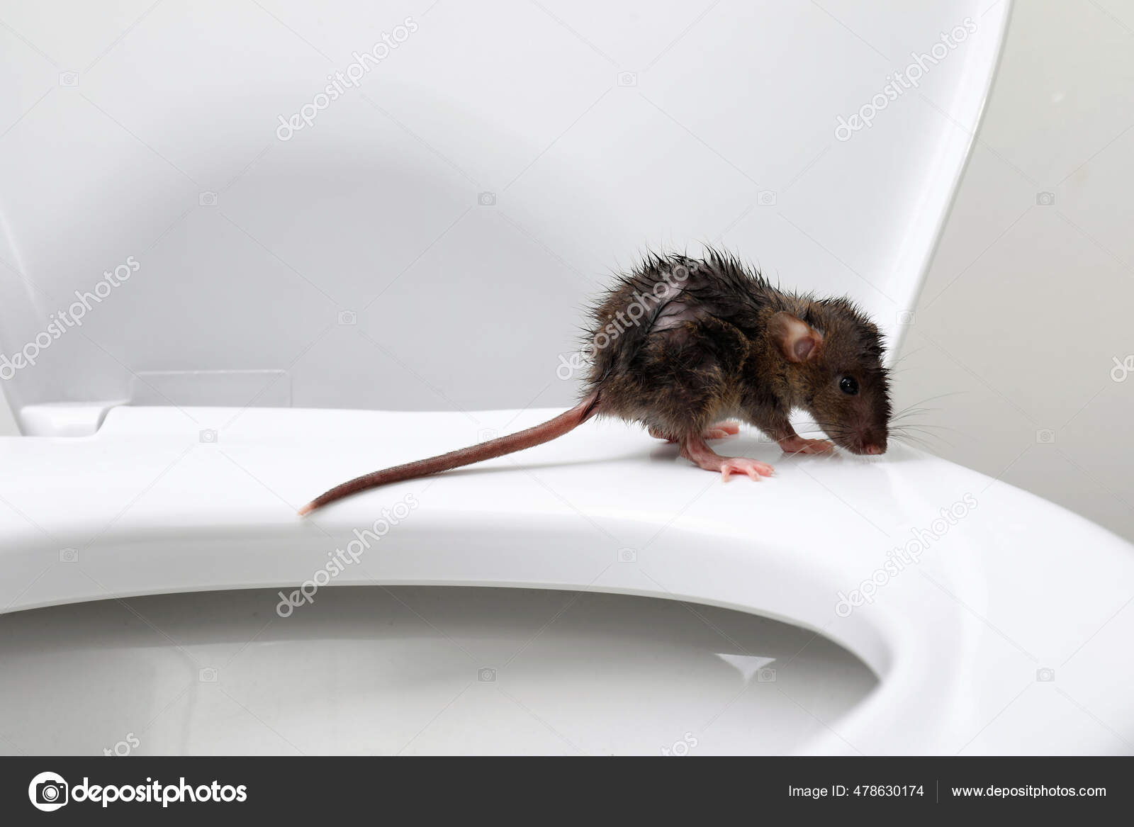 Wet Rat Toilet Bowl Bathroom Pest Control Stock Photo by ©NewAfrica ...