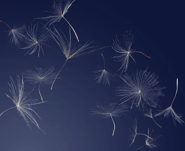 Dandelion seeds Stock Photos, Royalty Free Dandelion seeds Images ...