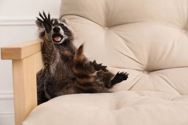 Drunk raccoon Stock Photos, Royalty Free Drunk raccoon Images ...