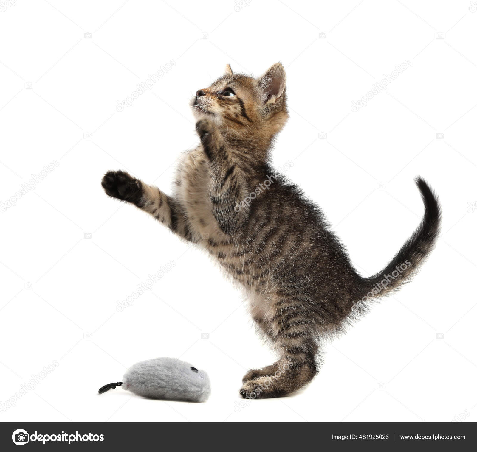 Cute Little Kitten Playing Toy Mouse White Background Adorable Pet ...