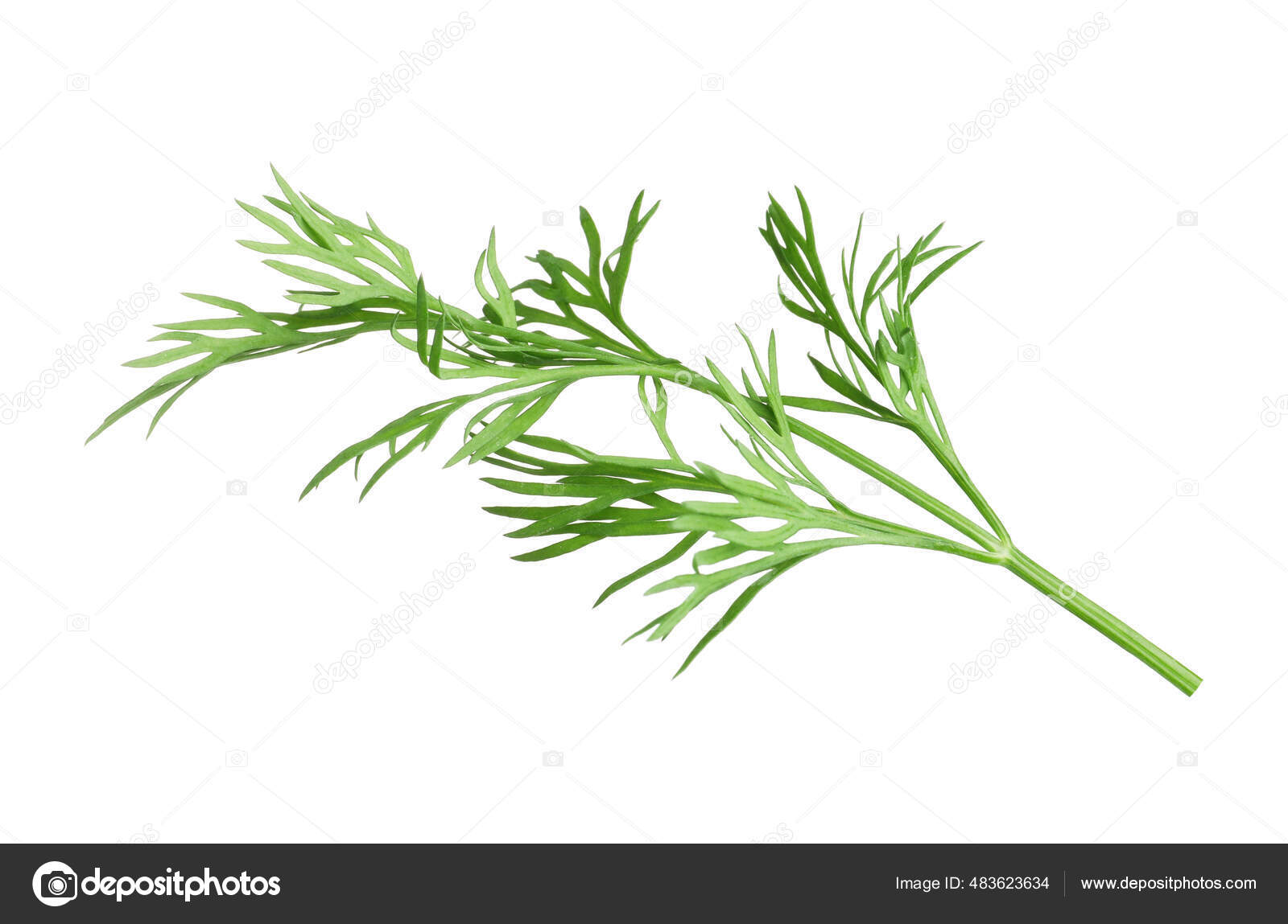 Sprig Fresh Dill Isolated White — Stock Photo © NewAfrica #483623634